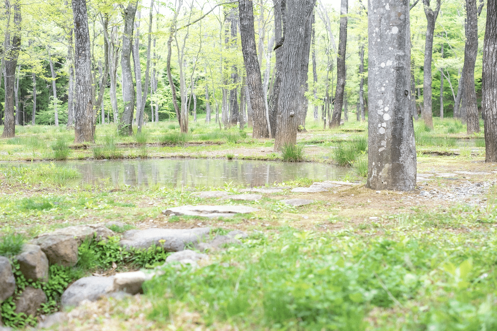 艶やかな春｜yoko_leaf