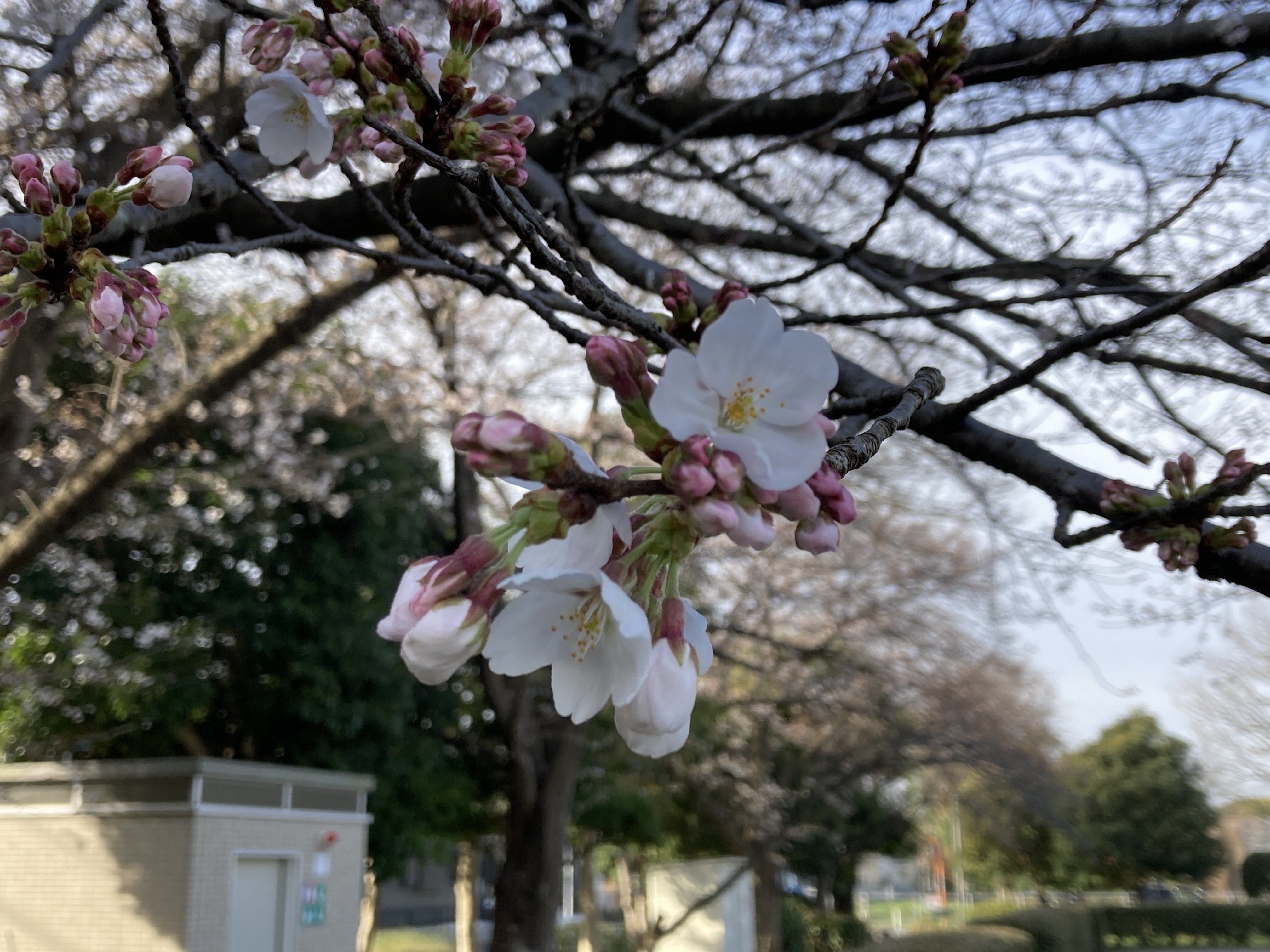 20230321西十余二第2公園の桜🌸｜今でしょう教室(筋トレ/全身ストレッチ/ラジオ体操)｜note
