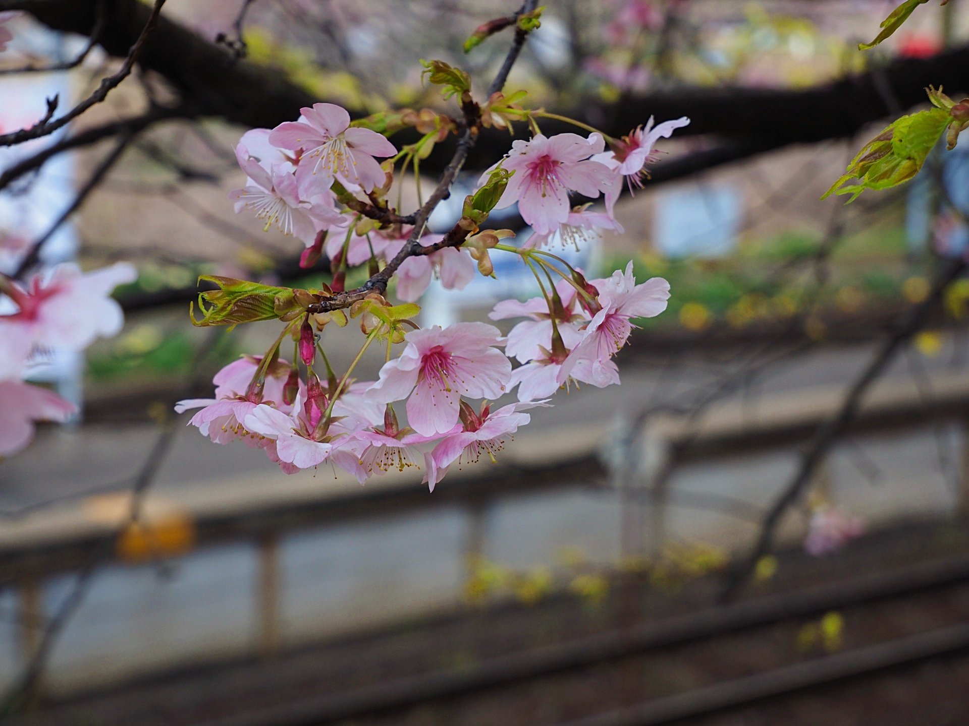 みんなのギャラリー用b｜team_ueno