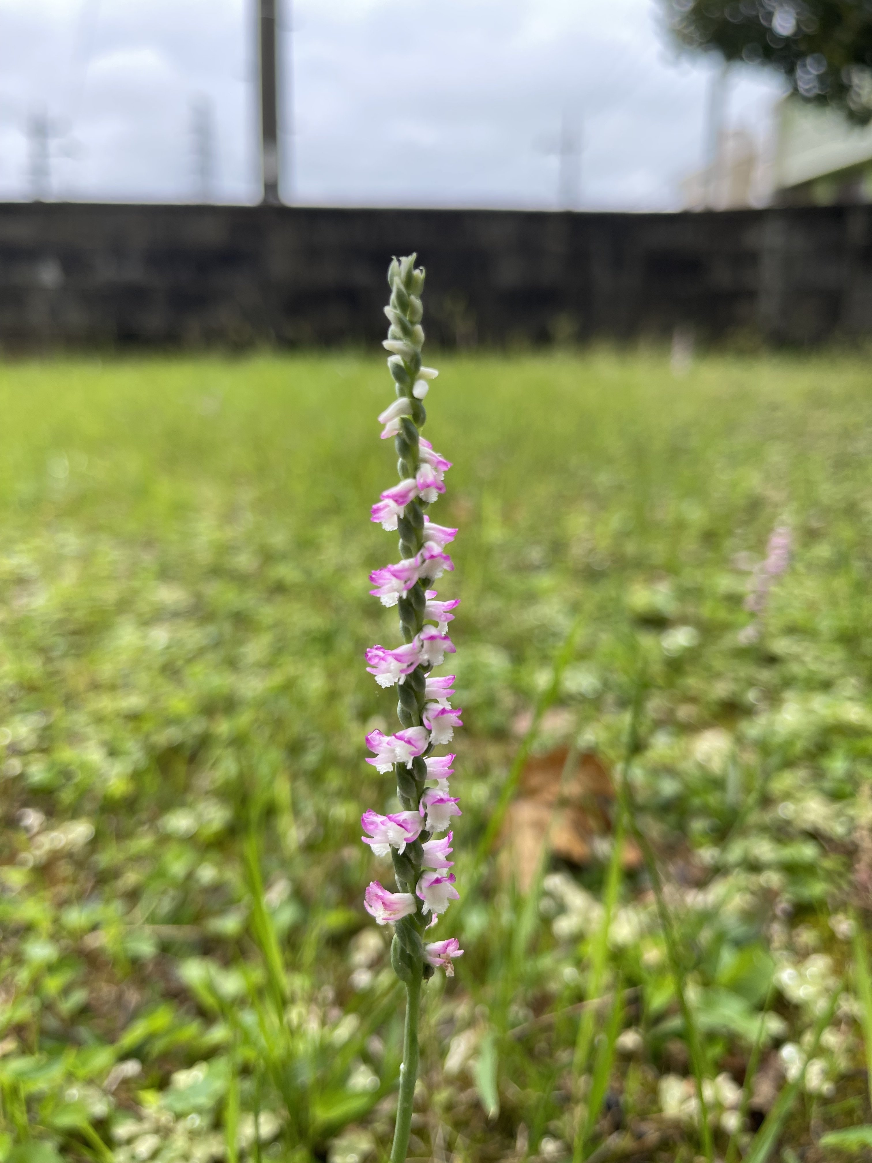 ウォーキング172日目 写真3題｜38gi.ryu｜note