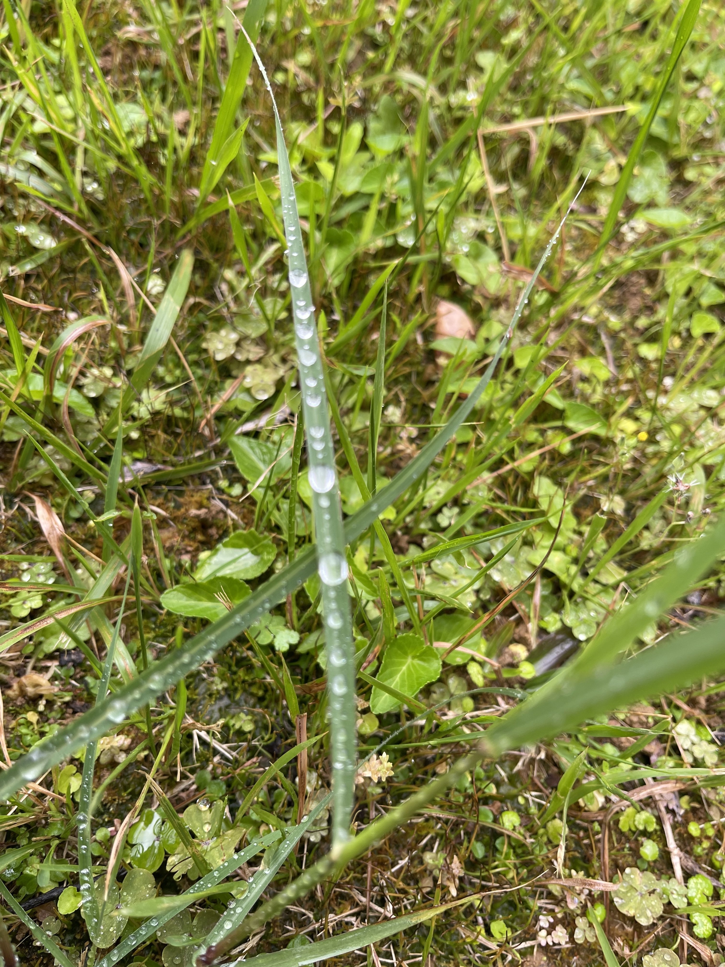 ウォーキング172日目 写真3題｜38gi.ryu｜note