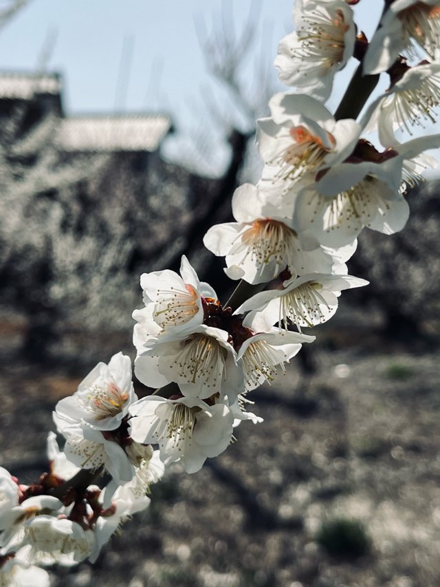 亀田梅まつり｜charu_mobile