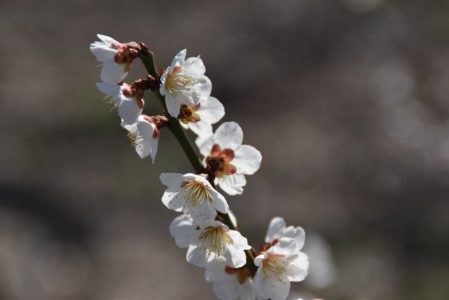 亀田梅まつり｜charu_mobile