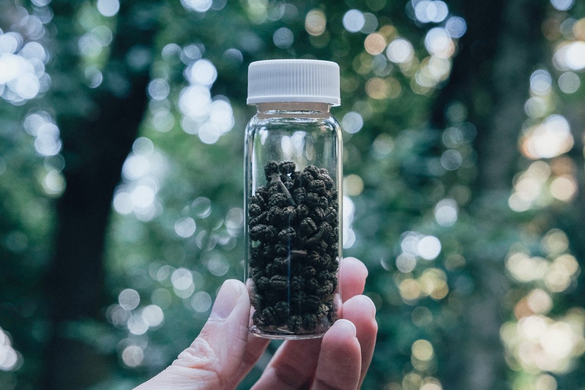 A Kyoto University Researcher Presents a Taste of Diversity; Insects ...