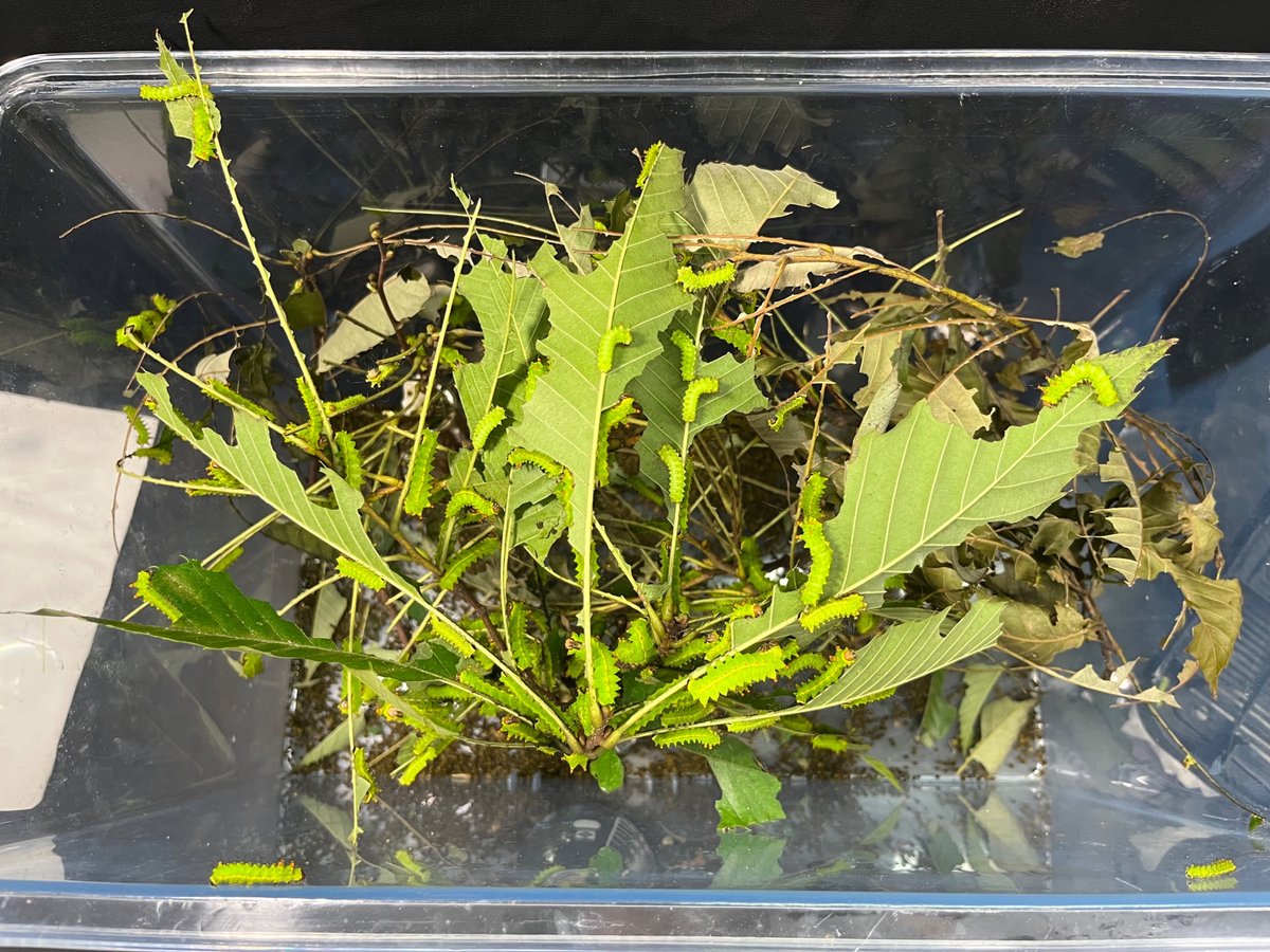 A Kyoto University Researcher Presents a Taste of Diversity; Insects ...