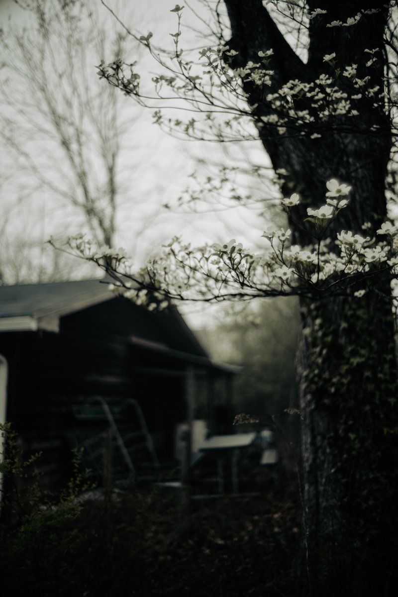 Misty morning ＜LEICA M10-P＞｜MOJA MOJA｜note