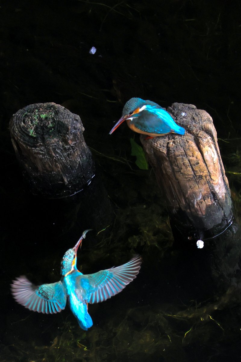 大東京カワセミ日記197 交尾。20230322｜柳瀬 博一｜note