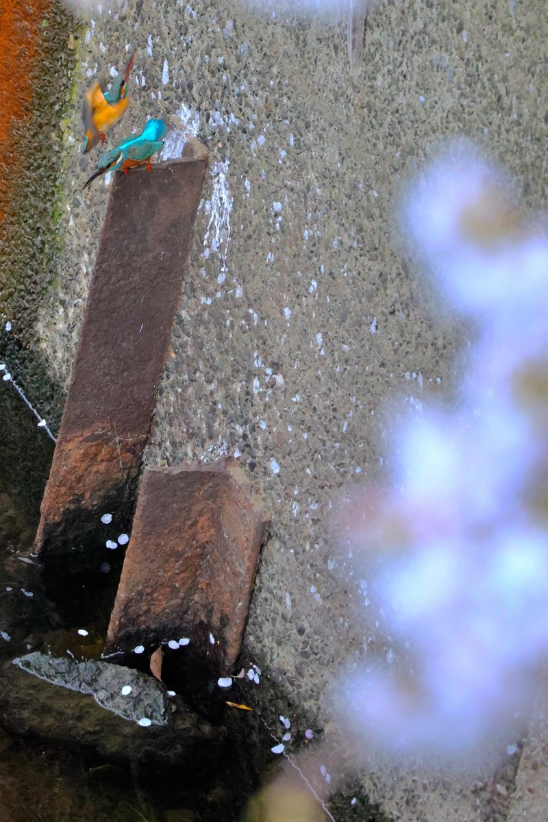 大東京カワセミ日記197 交尾。20230322｜柳瀬 博一｜note