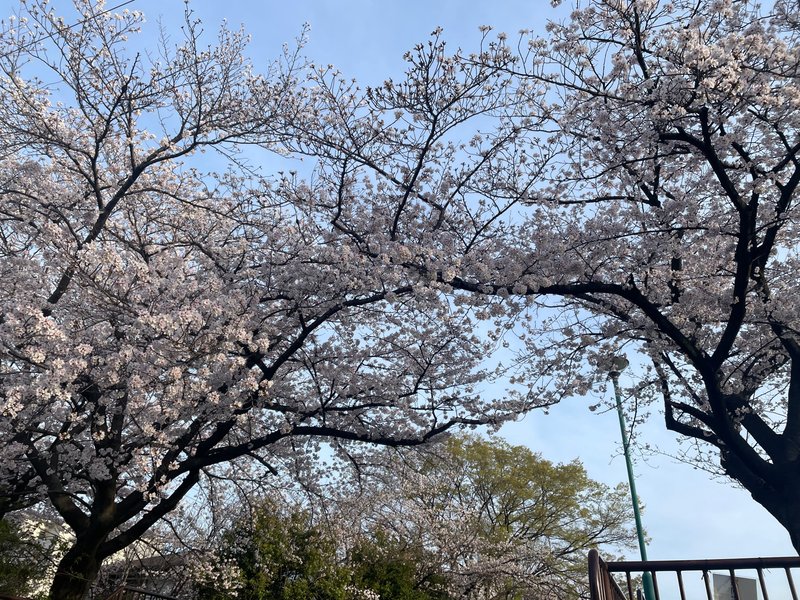 桜満開🌸｜kiyopon｜note