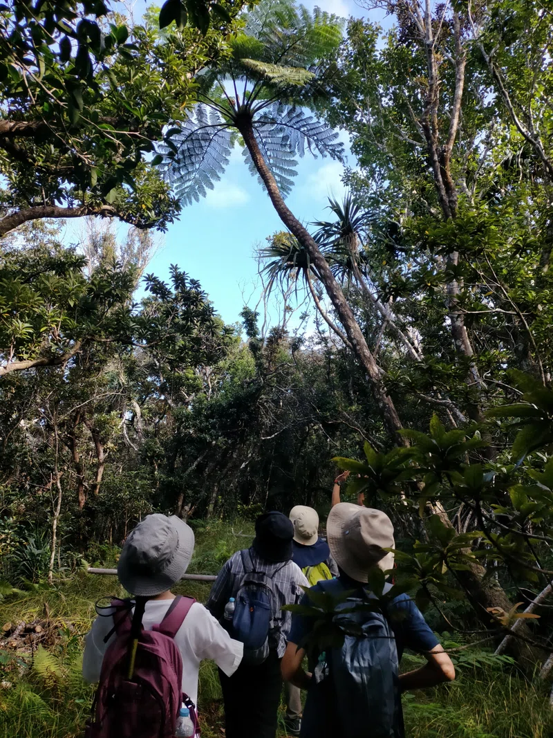 【世界自然遺産】小笠原旅の栞 予算と実際にかかった費用の紹介【父島・2航海・12泊13日】｜Pickee