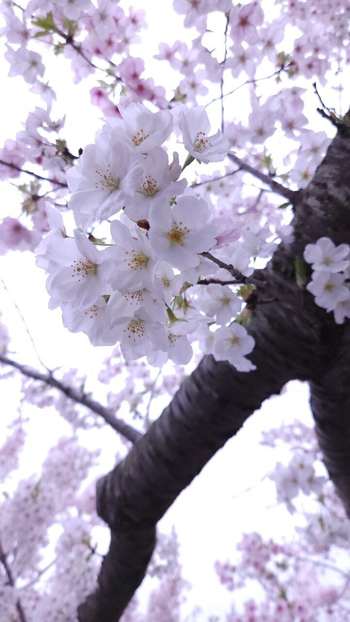 GALAXY Z Fold 4のカメラ優秀すぎ！｜Koki/ Video creator