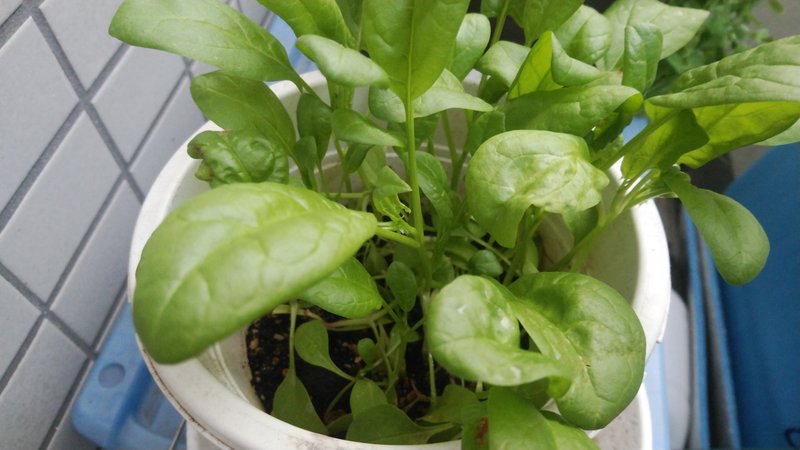 自作ペットボトルプランター｜Yossy Sato｜note