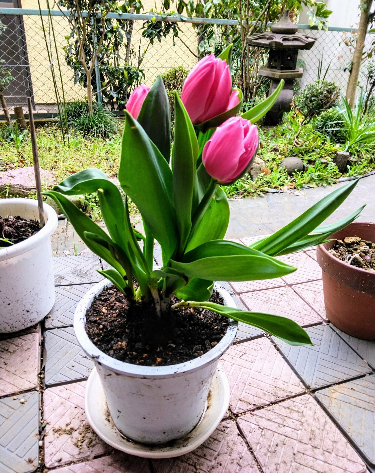 Scents of Keukenhof｜中野 祐輔