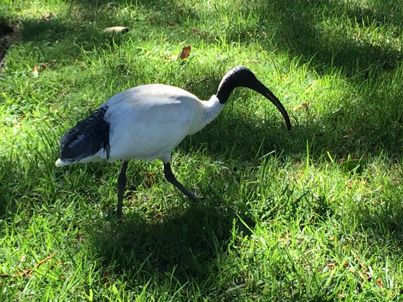 オーストラリア留学のはなし②｜Taiga｜note