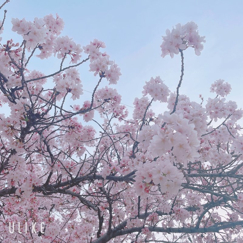 続、さくら散歩｜shiho｜note