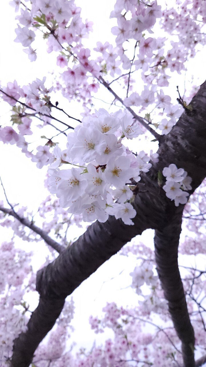 編集って楽しいな！｜Koki/ Video creator