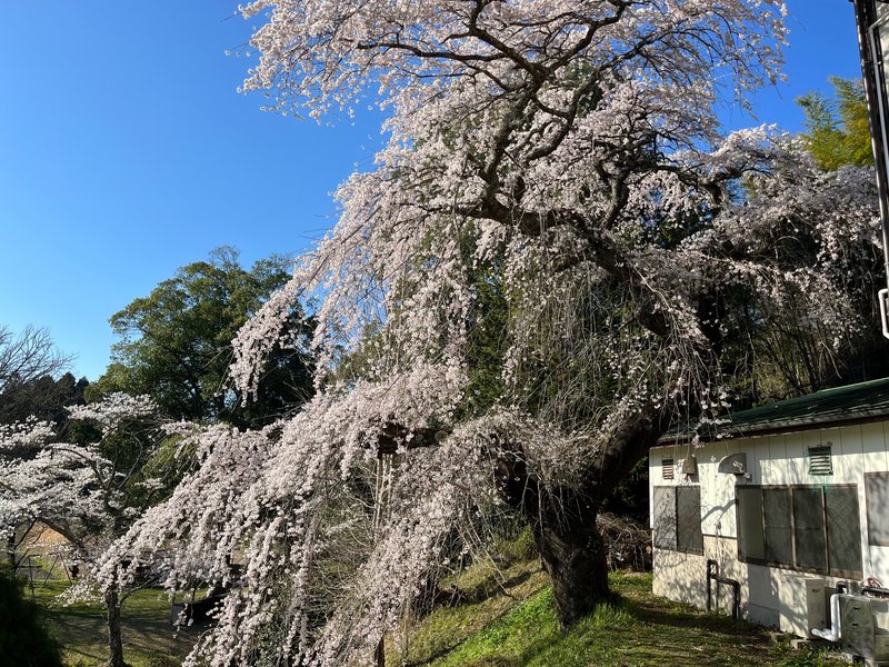 木幡山隠津島神社 参宿所 桜｜福島太郎