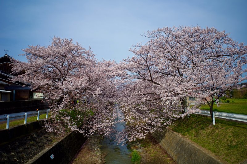 さくらのきせつ 2023。 稲美町 曇川｜donguri