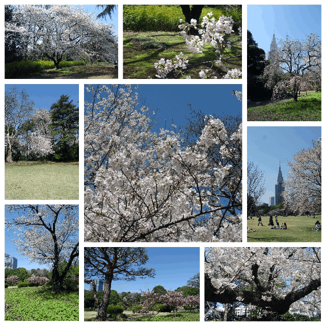 桜咲く新宿御苑のライトアップ｜a2pro