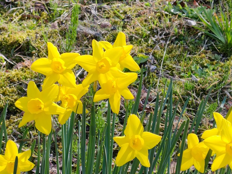 春をたくさん見つける｜saku｜note