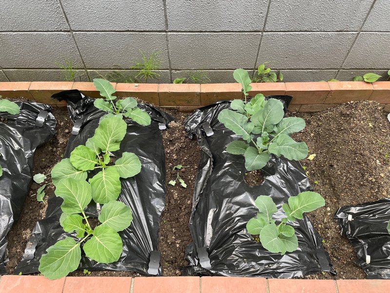 家庭菜園｜kiyopon｜note