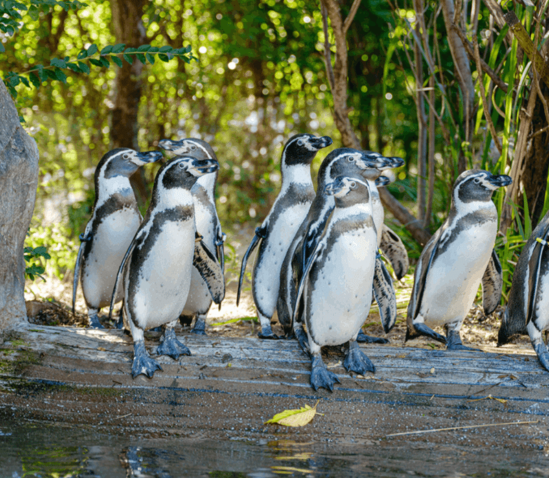 誰もが楽しめる心もほっこり飯田市立動物園｜waiwai_hiroba