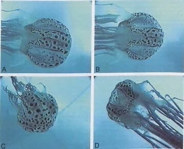 未知すぎるクラゲ「Chirodectes maculatus ...?」｜三日月あかり