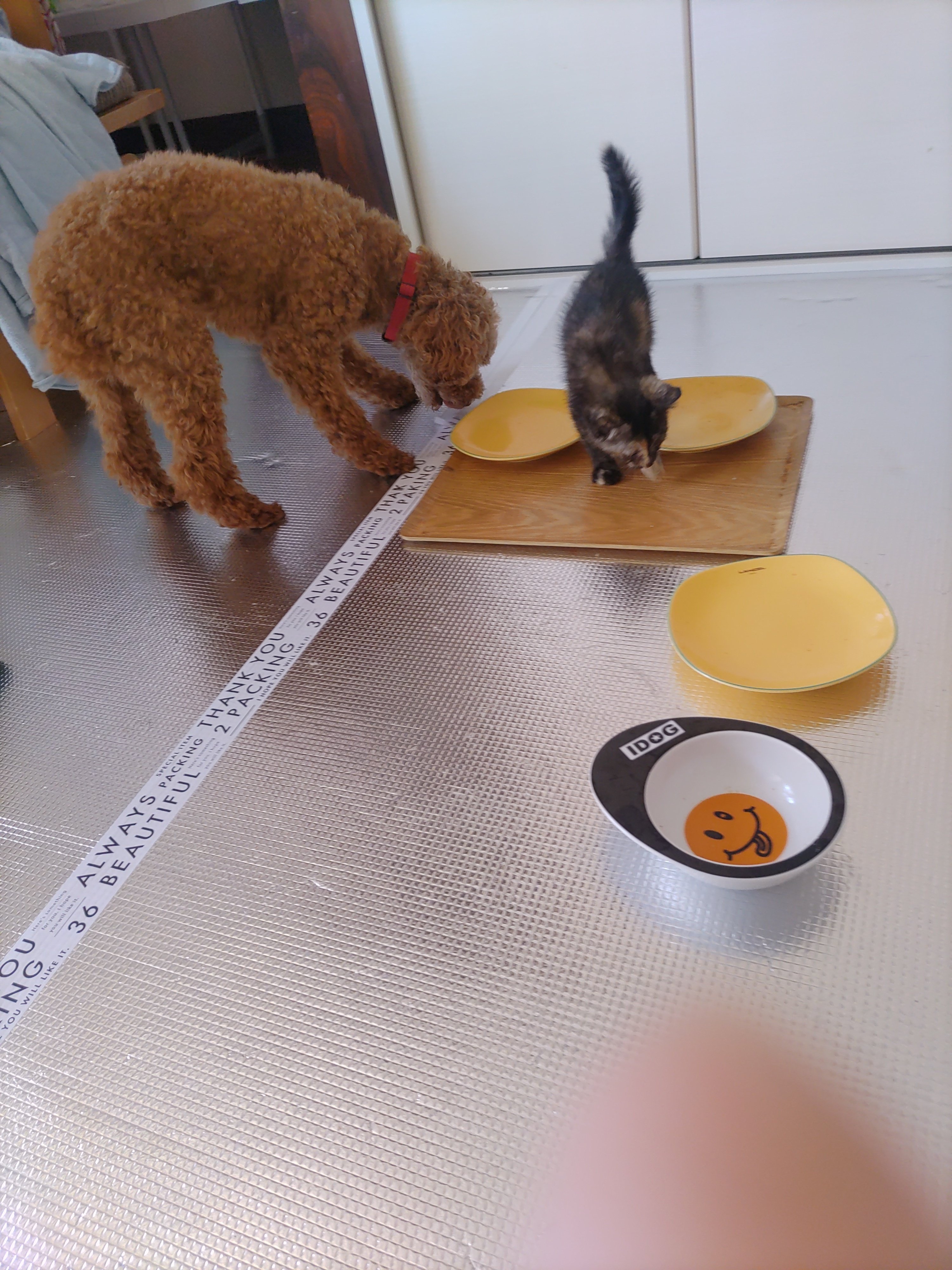 うちのねこ20220815｜かのんぽん｜note