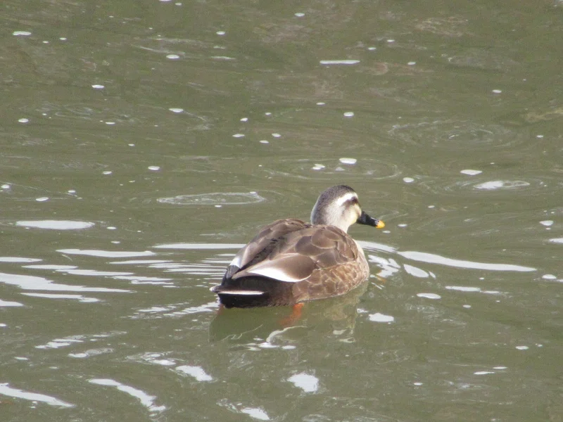 ahiru ha DUCK あひるはだっく｜道化人形｜note