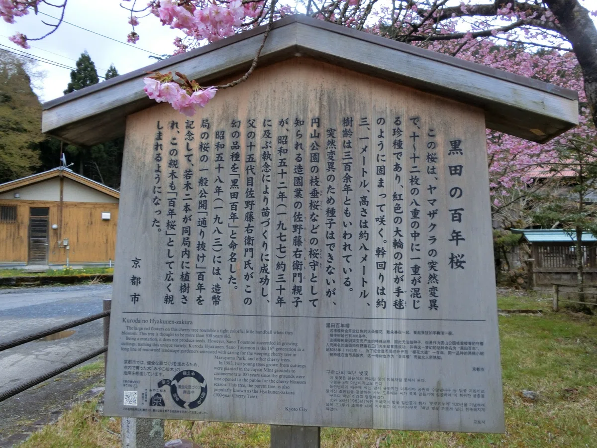 Mid-April Kyoto Cherry Blossom Finale: Kasuga Shrine and the Kuroda ...
