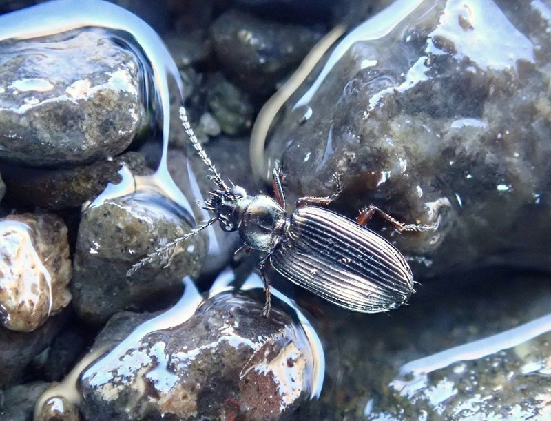 河口の中洲は宝の山―汽水性ゴミムシを探そう―｜hydraenids