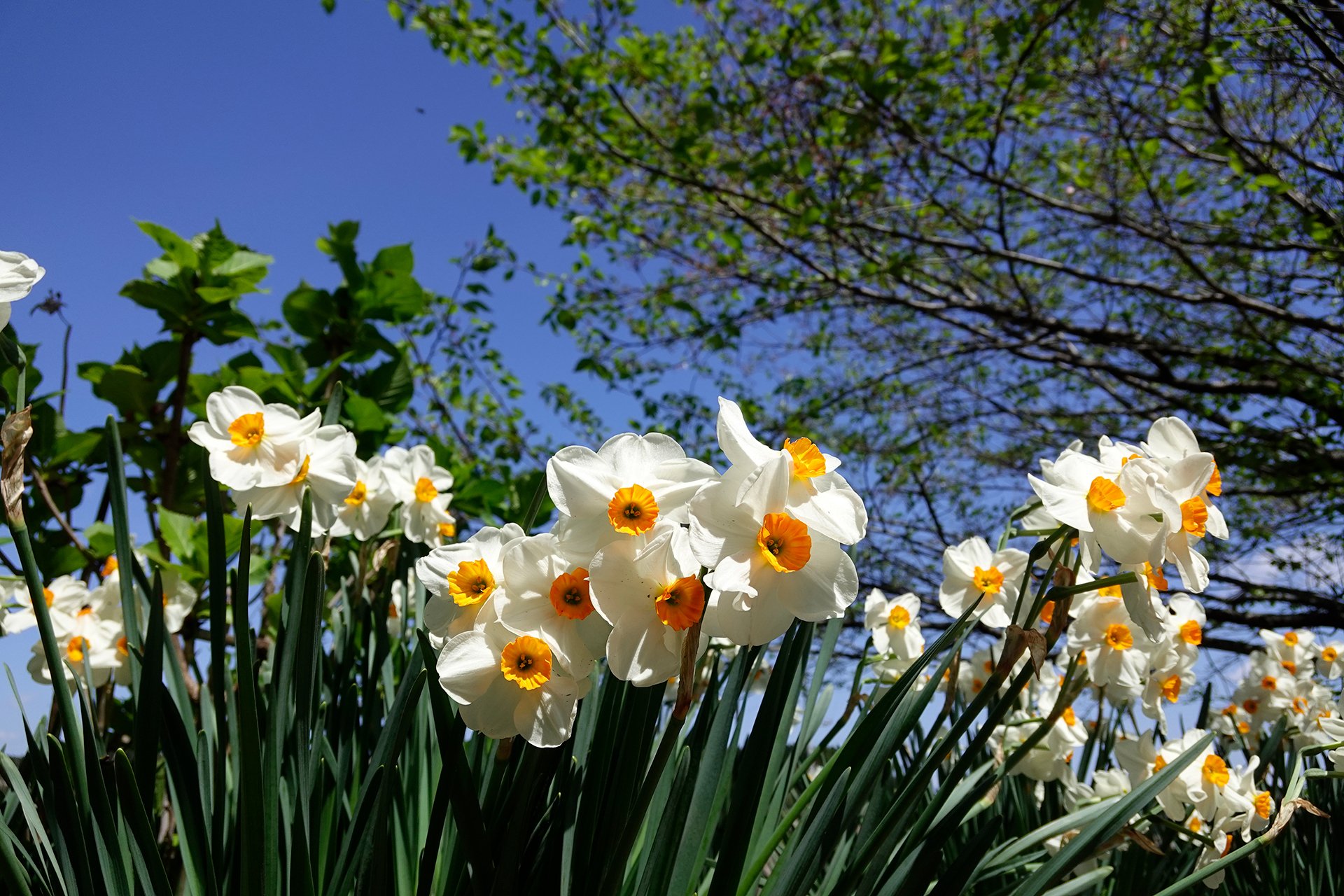 20230409の散歩｜team_ueno｜note