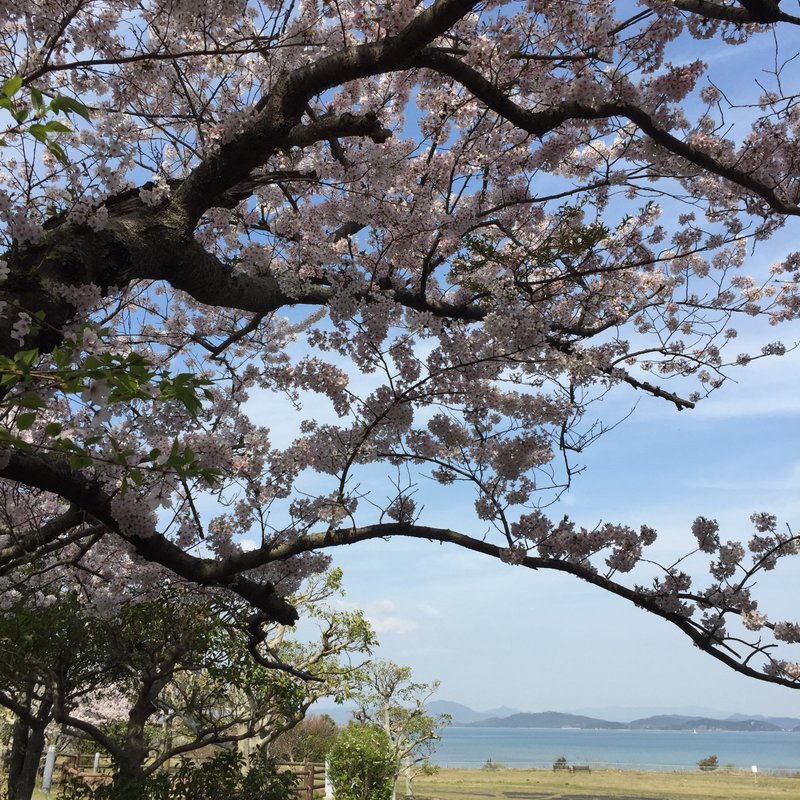 うすむらさき色によばれる春｜Miki｜note