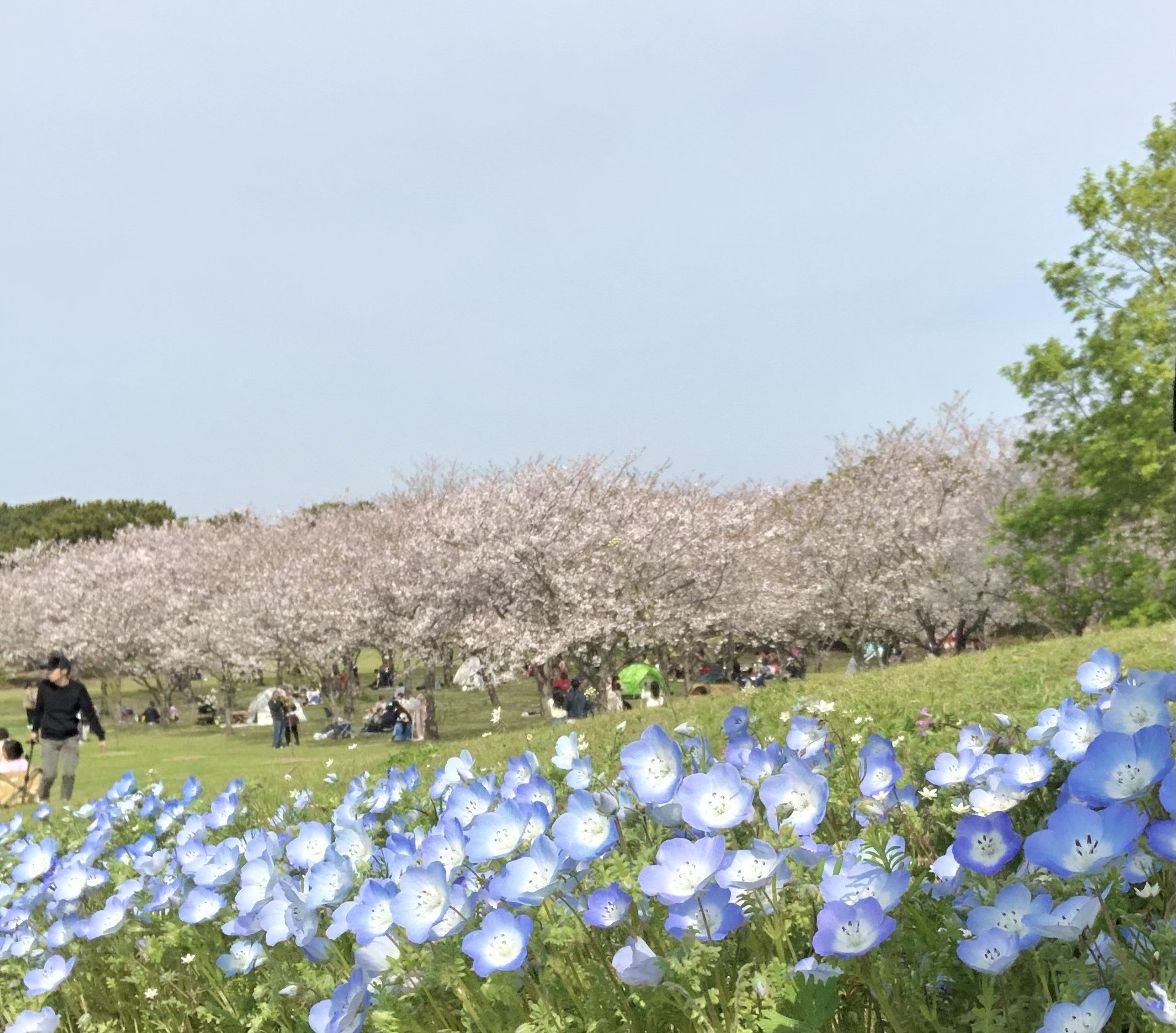 桜とネモフィラコラボレーション｜tabi.lab15｜note