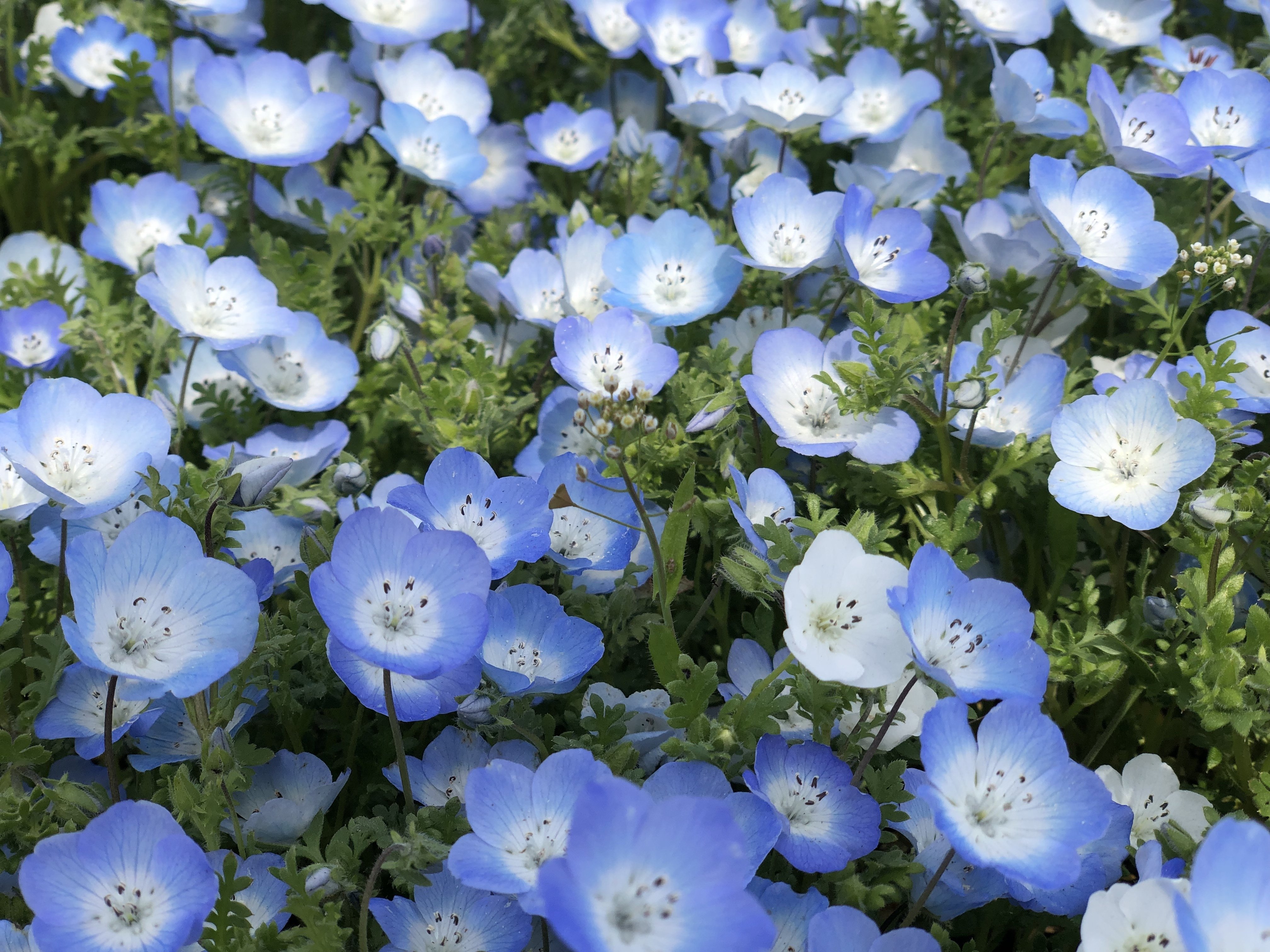 桜とネモフィラコラボレーション｜tabi.lab15｜note