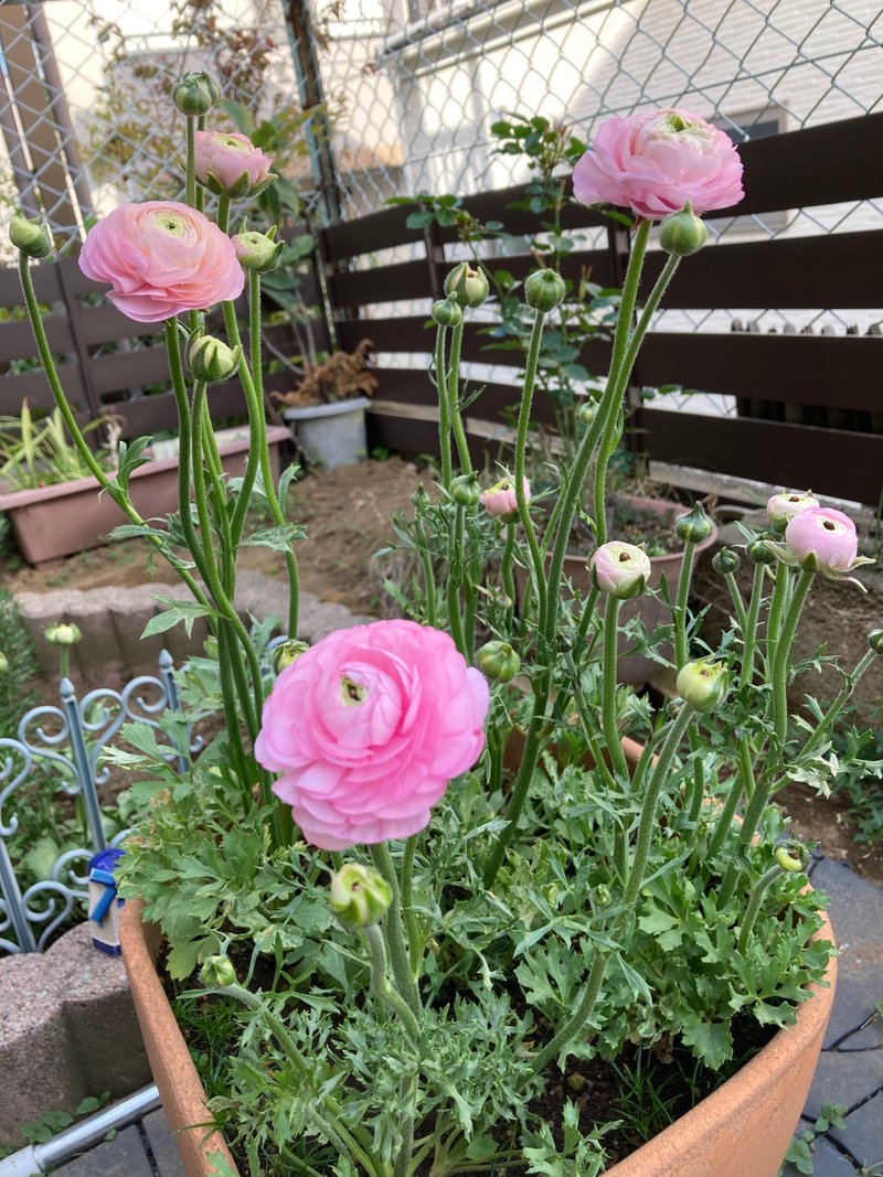 Mi jardín（私の庭）ラナンキュラス編｜Milla｜note