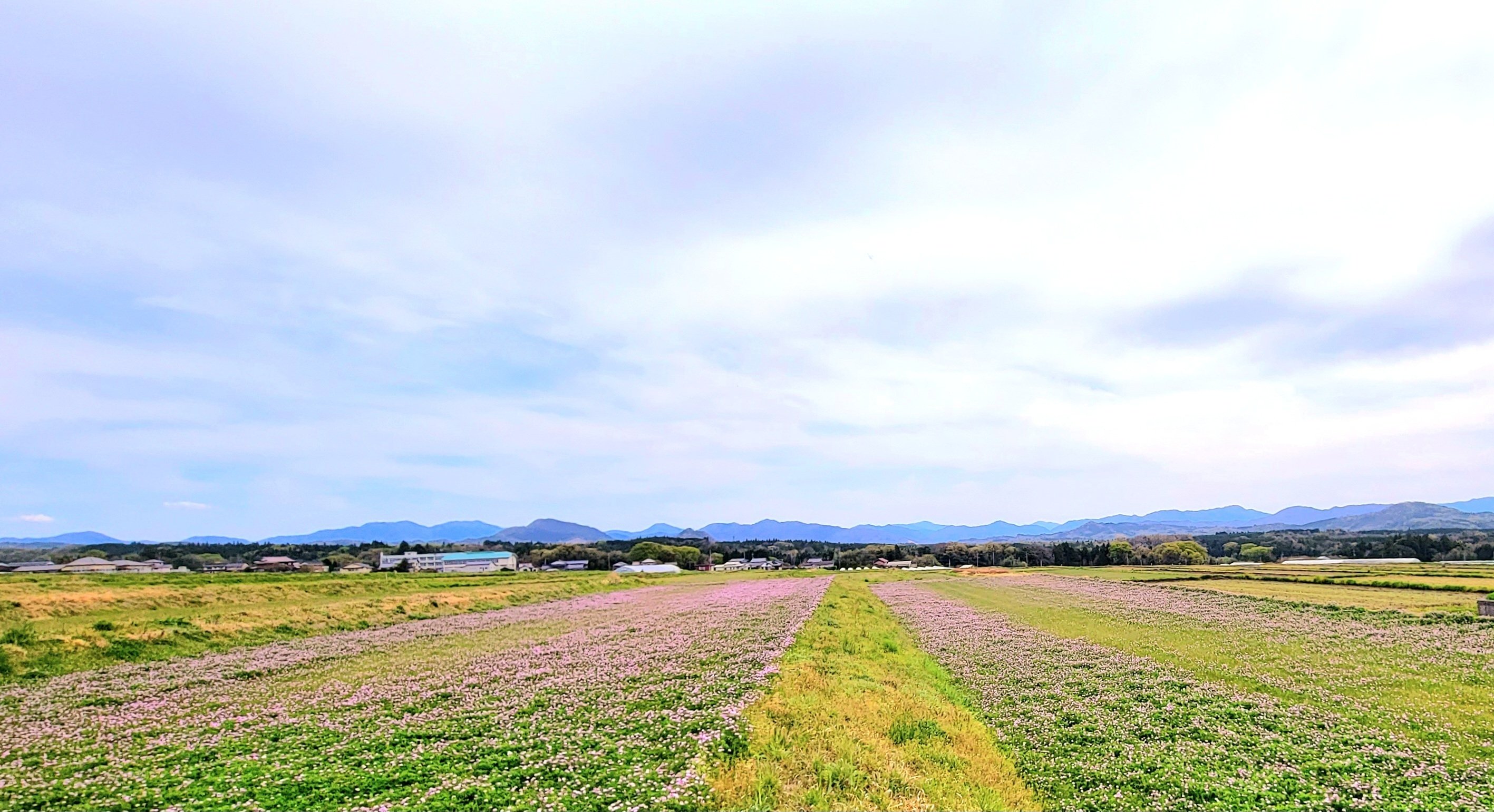 菜の花畑とれんげ畑と大山と🎵｜Eiji Kawahara