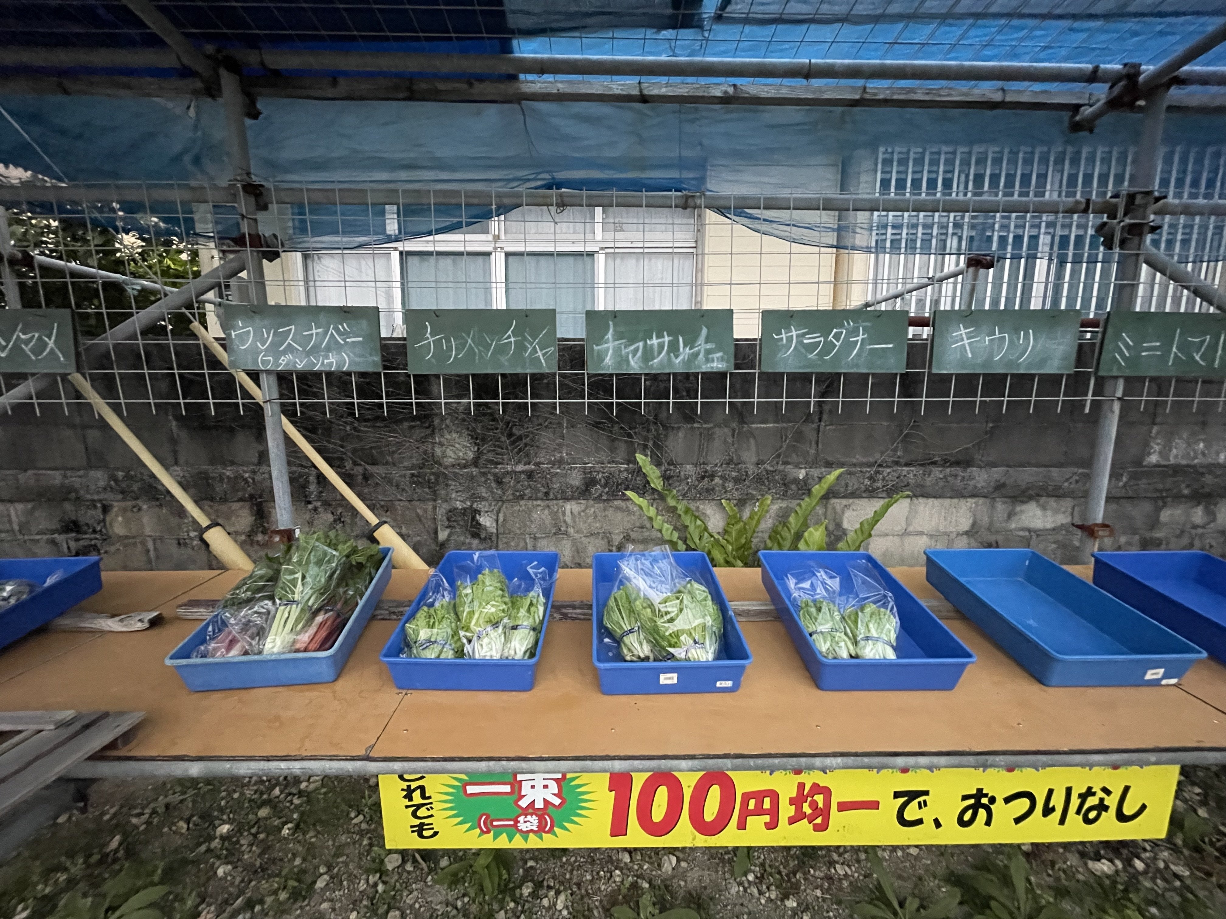 ゥォーキング193日 和仁屋(北中城村)の野菜の無人販売 1束100円均一｜38gi.ryu