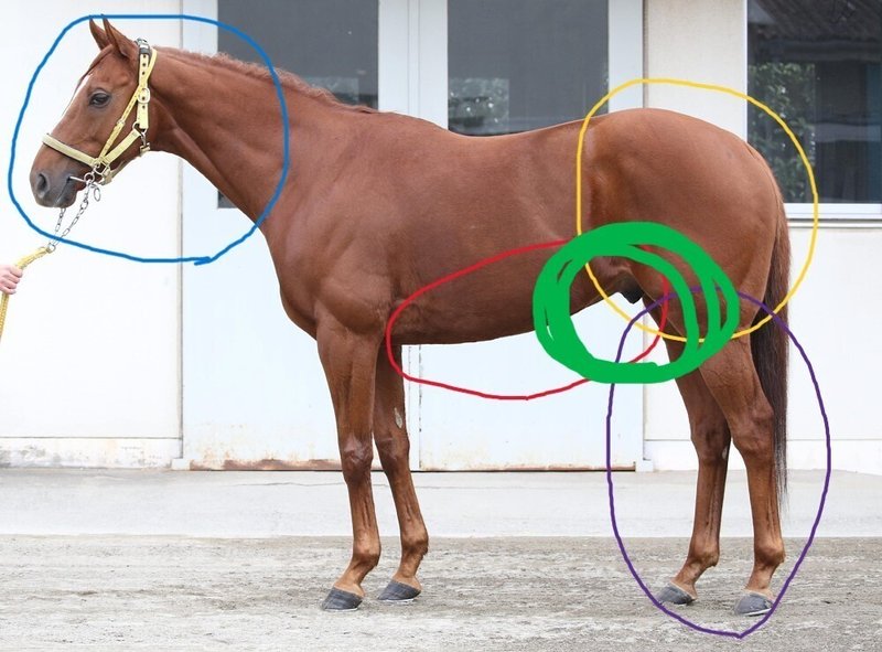 パドックをバカにすることなかれ ～競馬好きなら誰でも見れるようになるお馬さんの散歩について～｜Rayzero/れいぜろ