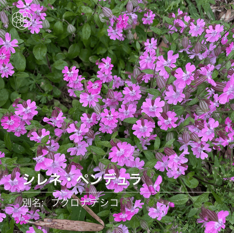 フクロナデシコ｜Makisey