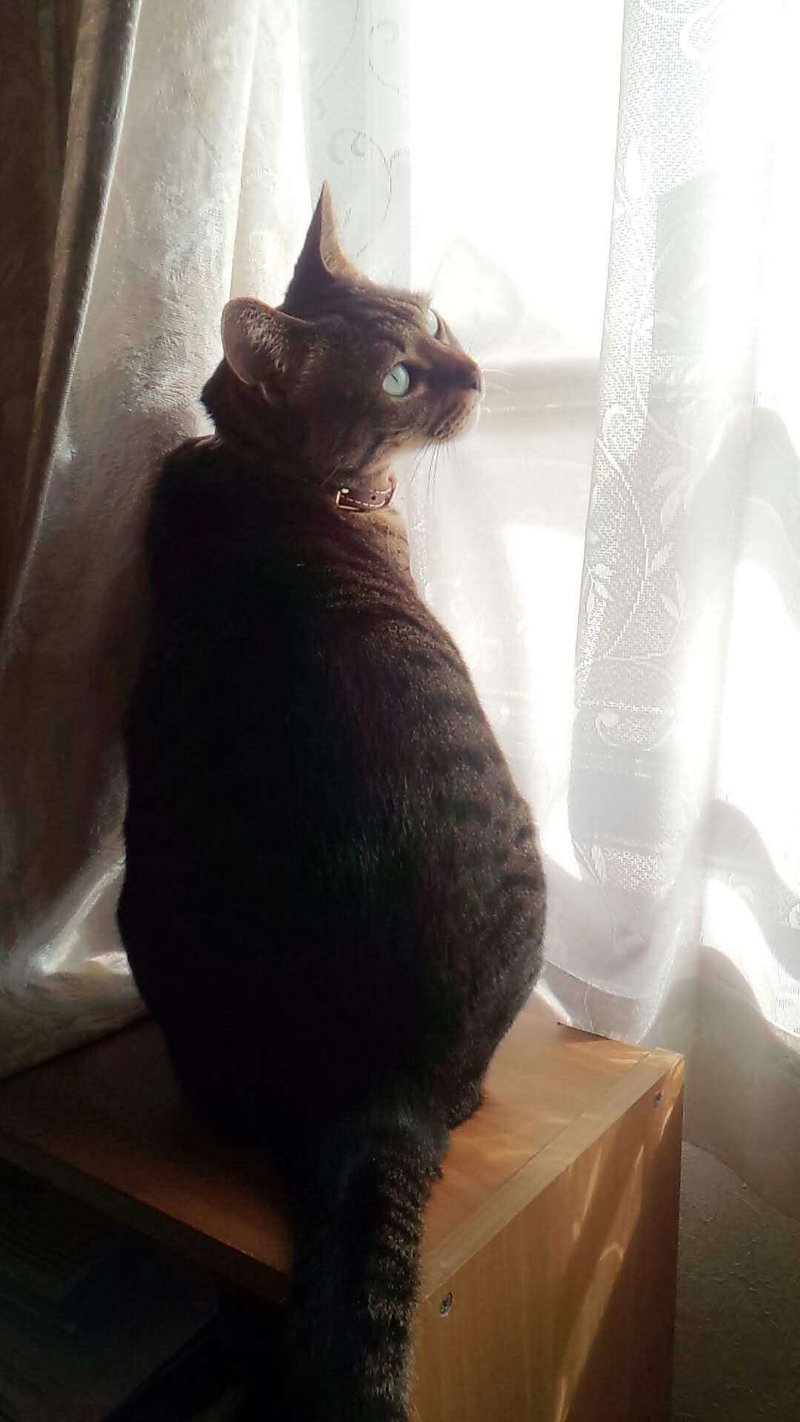 桜の季節に君を想う - 愛猫クロと我が家の物語｜miho｜note