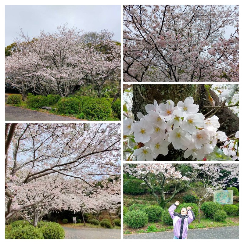 日本の春、日本人の春｜webkio