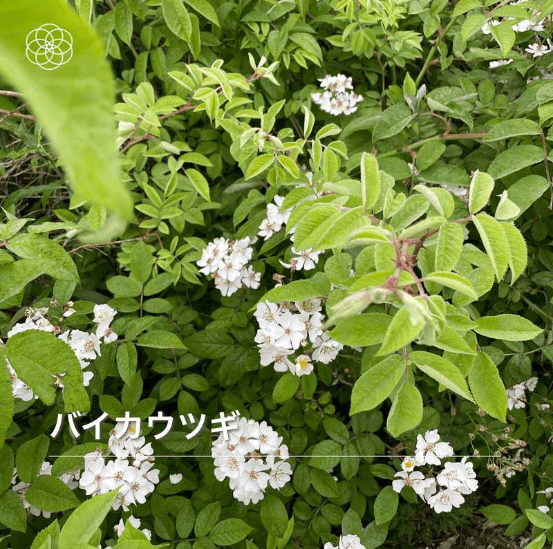 バイカウツギ｜Makisey