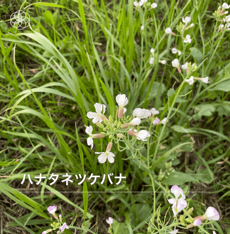 タネツケバナ｜Makisey
