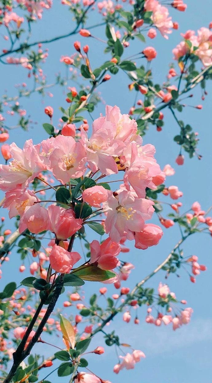 春に見逃せない美しさ！！一緒にお花見しましょう！！｜Ashun｜note