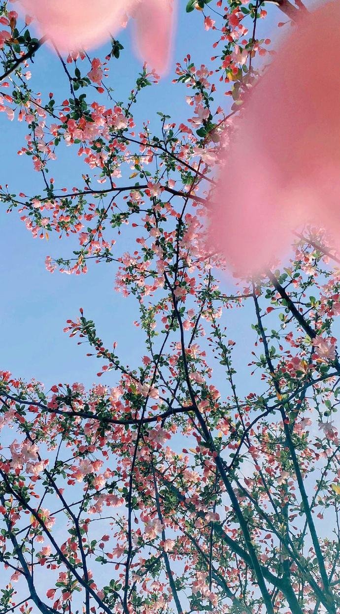 春に見逃せない美しさ！！一緒にお花見しましょう！！｜Ashun｜note