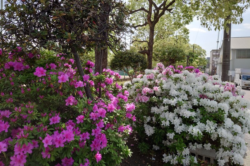 道意公園,元浜緑地2022年4月28日【ツツジ】｜レタス