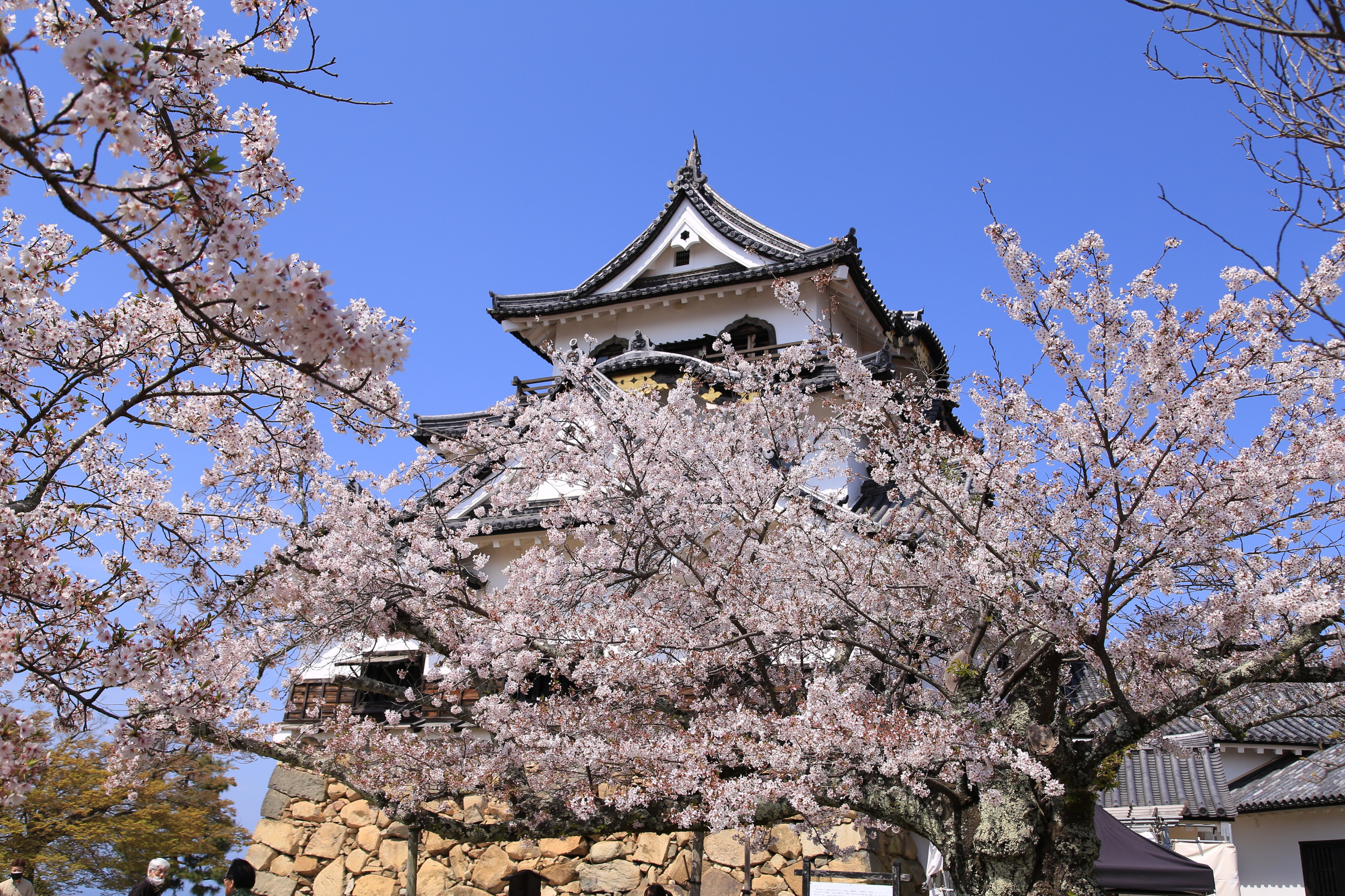 🌸国宝・彦根城 桜2023🌸|彦根城内 鐘の丸売店 🌸国宝・彦根城 桜2023🌸|彦根城内 鐘の丸売店
