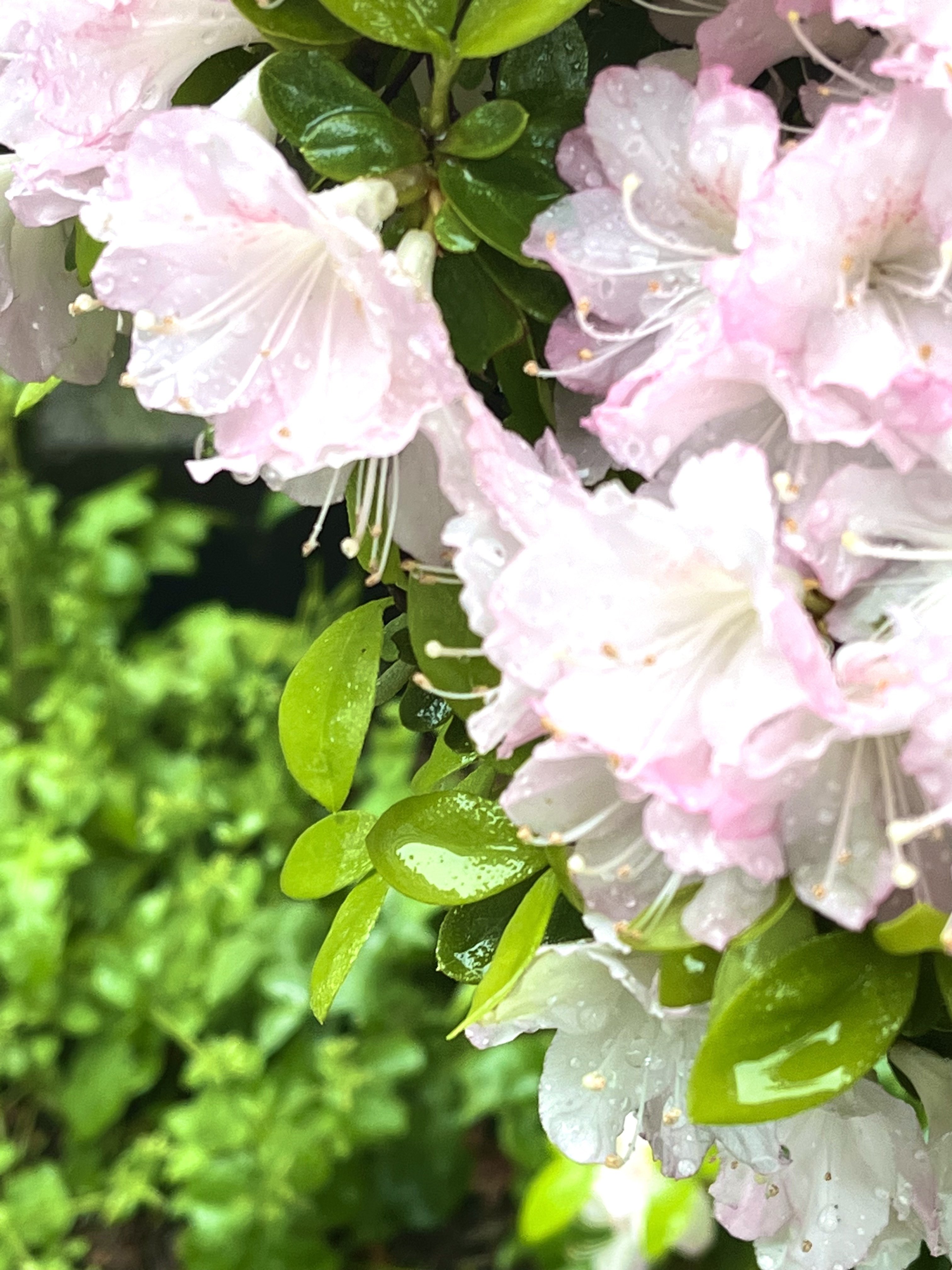 雨露 ツツジ｜Hiro｜note