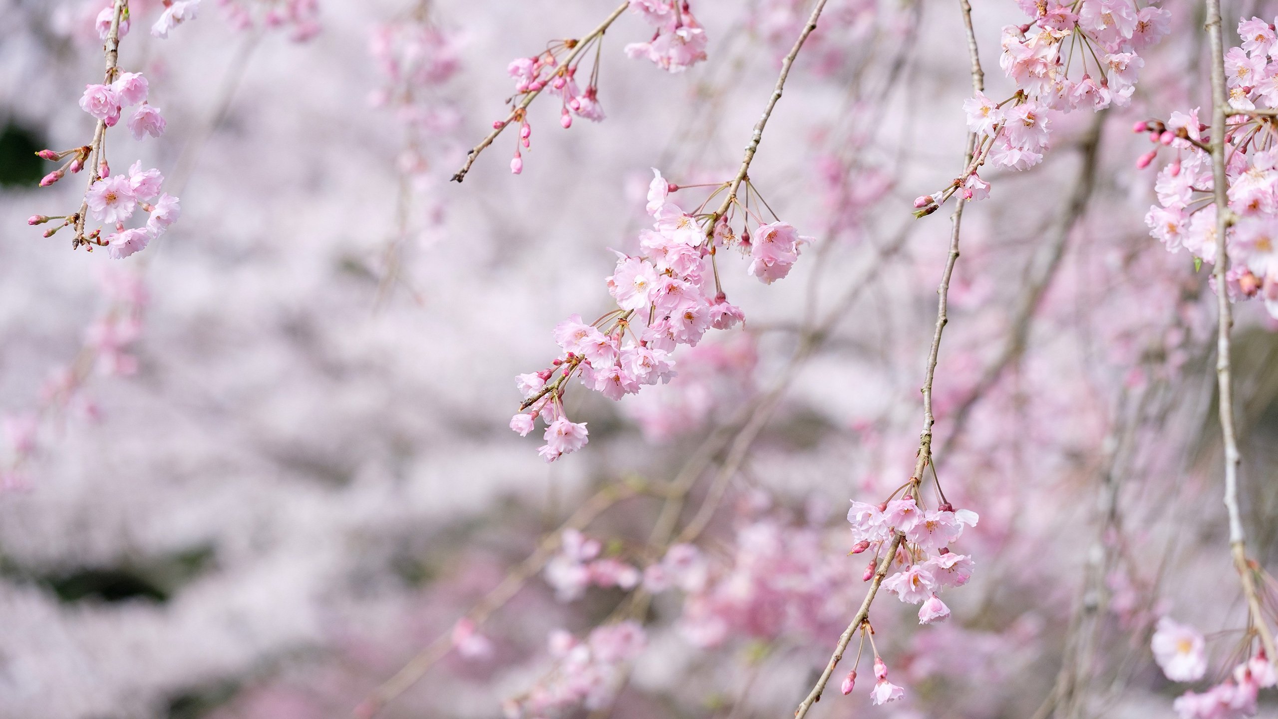 4月の写真 Vol.3（2023）｜noriko｜note